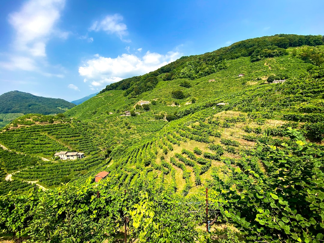 Cicloturismo in Toscana: Vigneti e Paesaggi Incantevoli