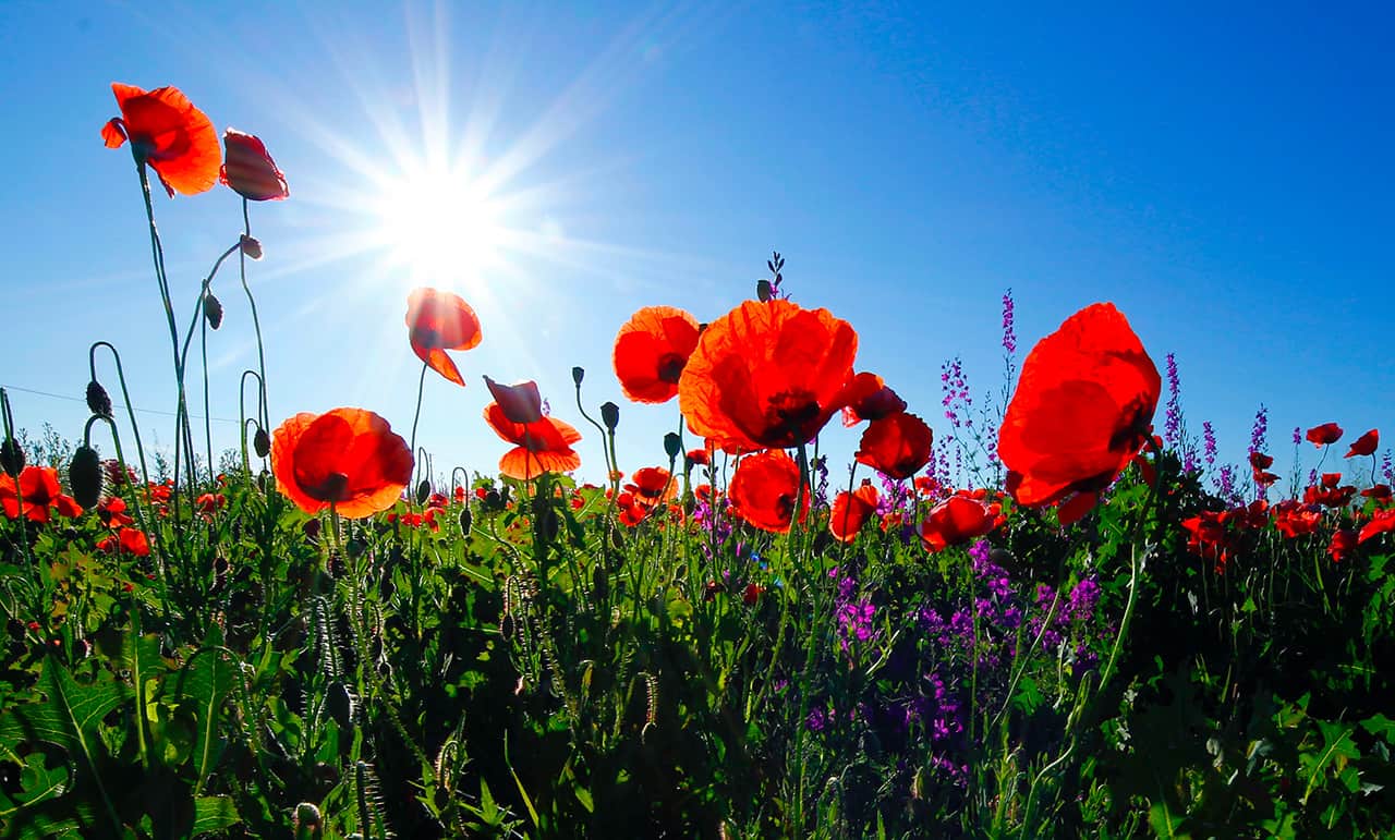 Guida Pratica per Coltivare Papaveri: Giardinaggio Creativo